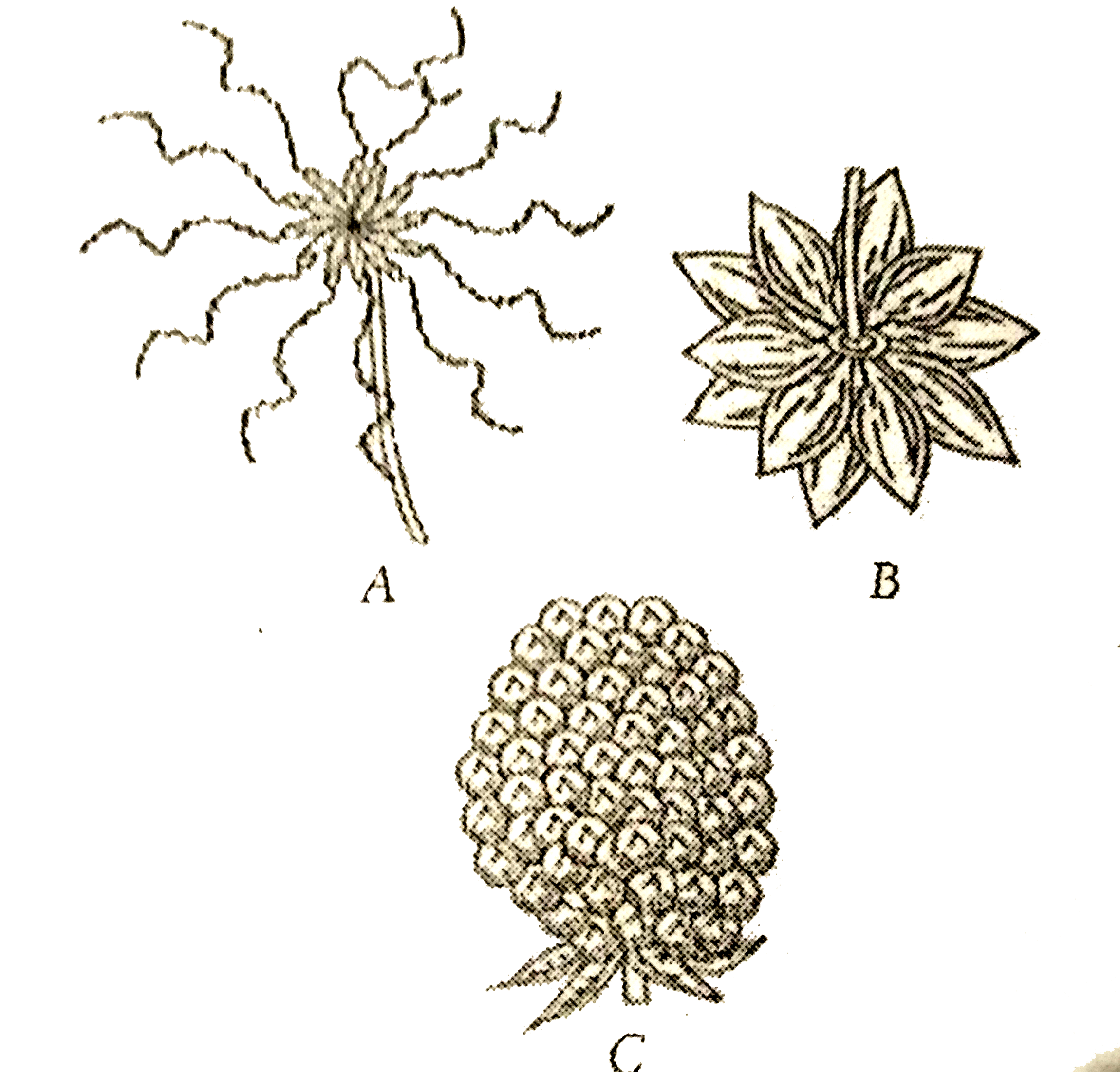 Identify The Following Types Of Fruits Sarthaks Econnect Largest Online Education Community