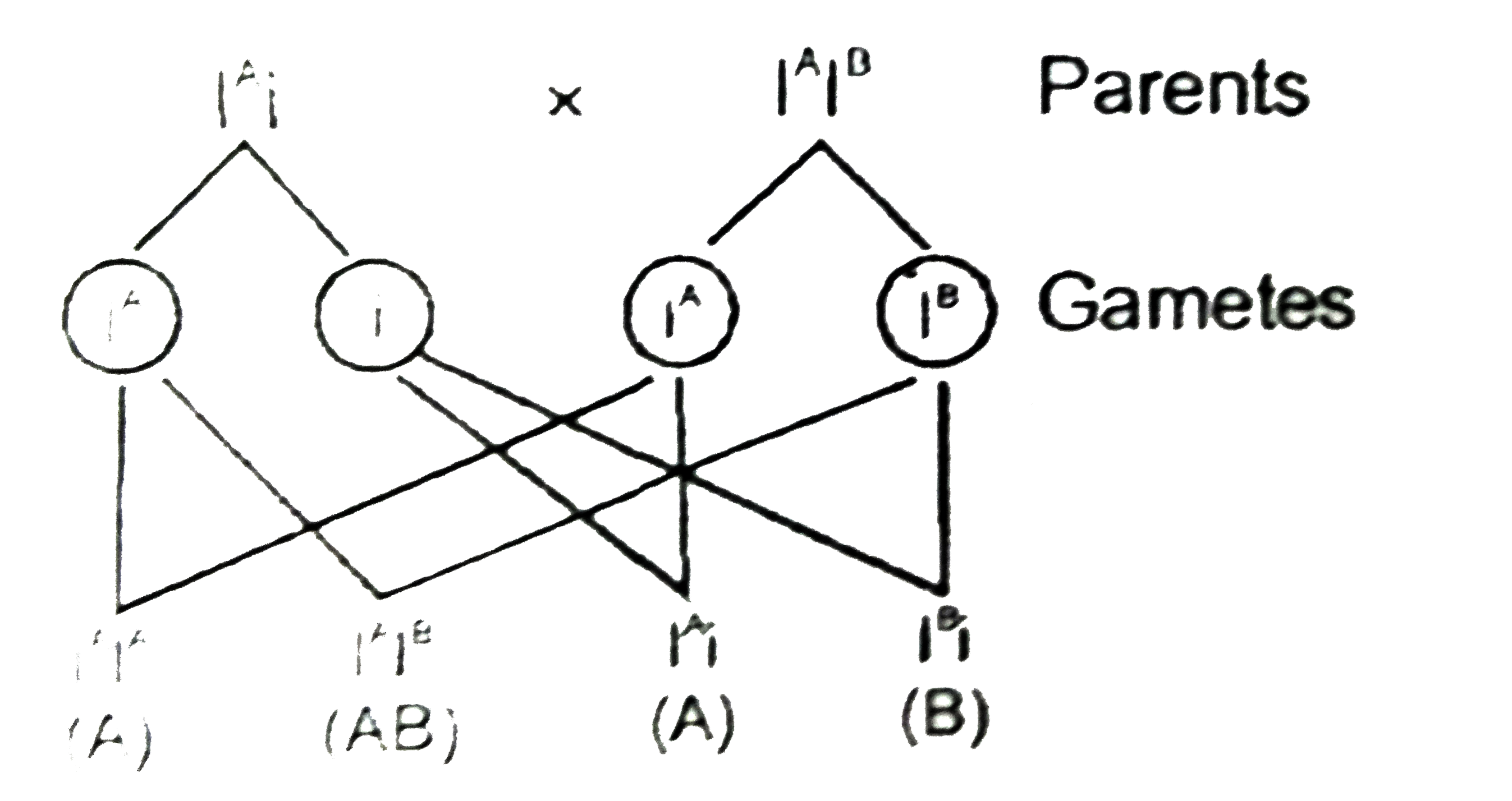 (i) Human beings have three alleles for ABO blood grouping |A||B| and ...