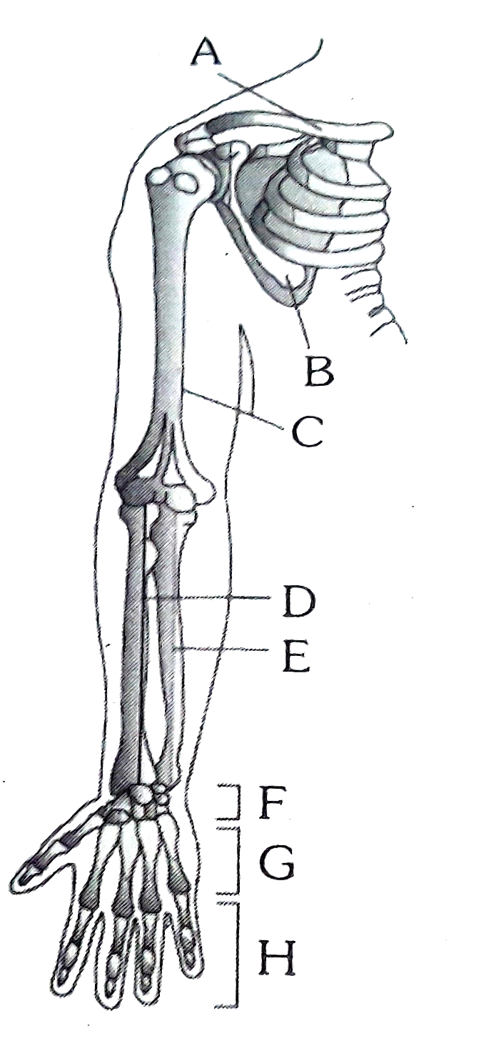 Label A,B,C,D,E,F,G and H in the given diagram of forelimb - Sarthaks ...