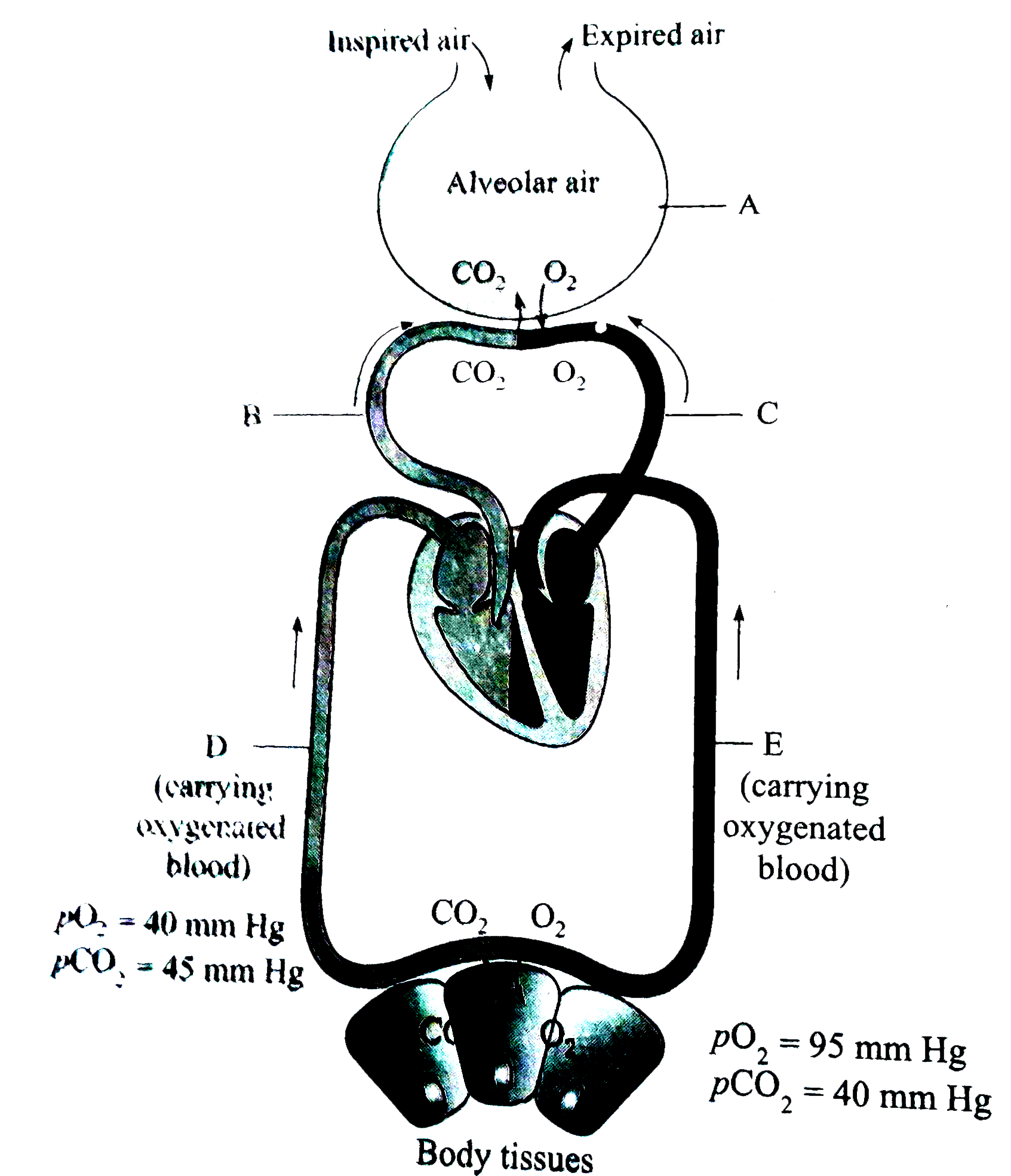 Identify A to E choose the correct option accordingly . - Sarthaks ...