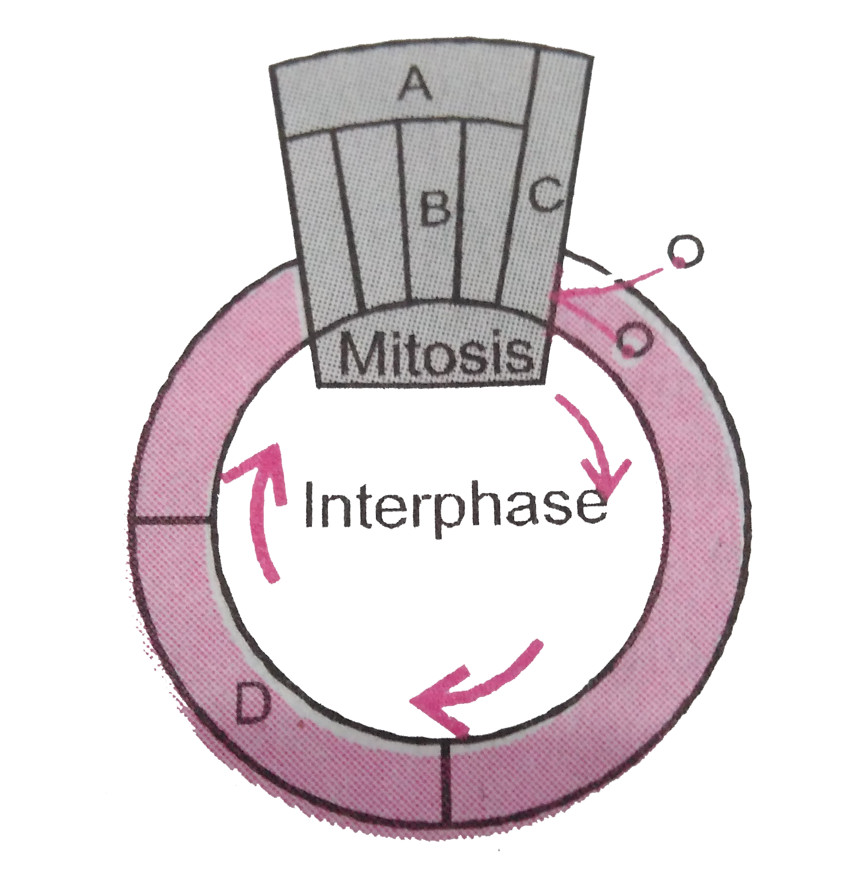 Given Below Is Schematic Break up Of Phases Of Cell Cycle Which One Is given-below-is-schematic-break-up-of-phases-of-cell-cycle-which-one-is
