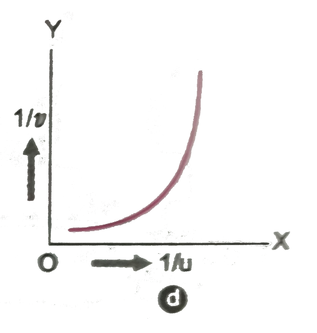 The shape of graph between `1//u` and `1//v` in case of a convex lens ...