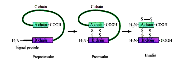 What are transgenic bacteria ? Illustrate using any one example ...