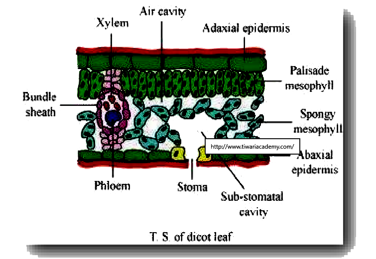 Describe The Internal Structure Of A Dorsiventral Leaf With The Help Of Describe The Internal Structure Of A Dorsiventral Leaf With The Help Of