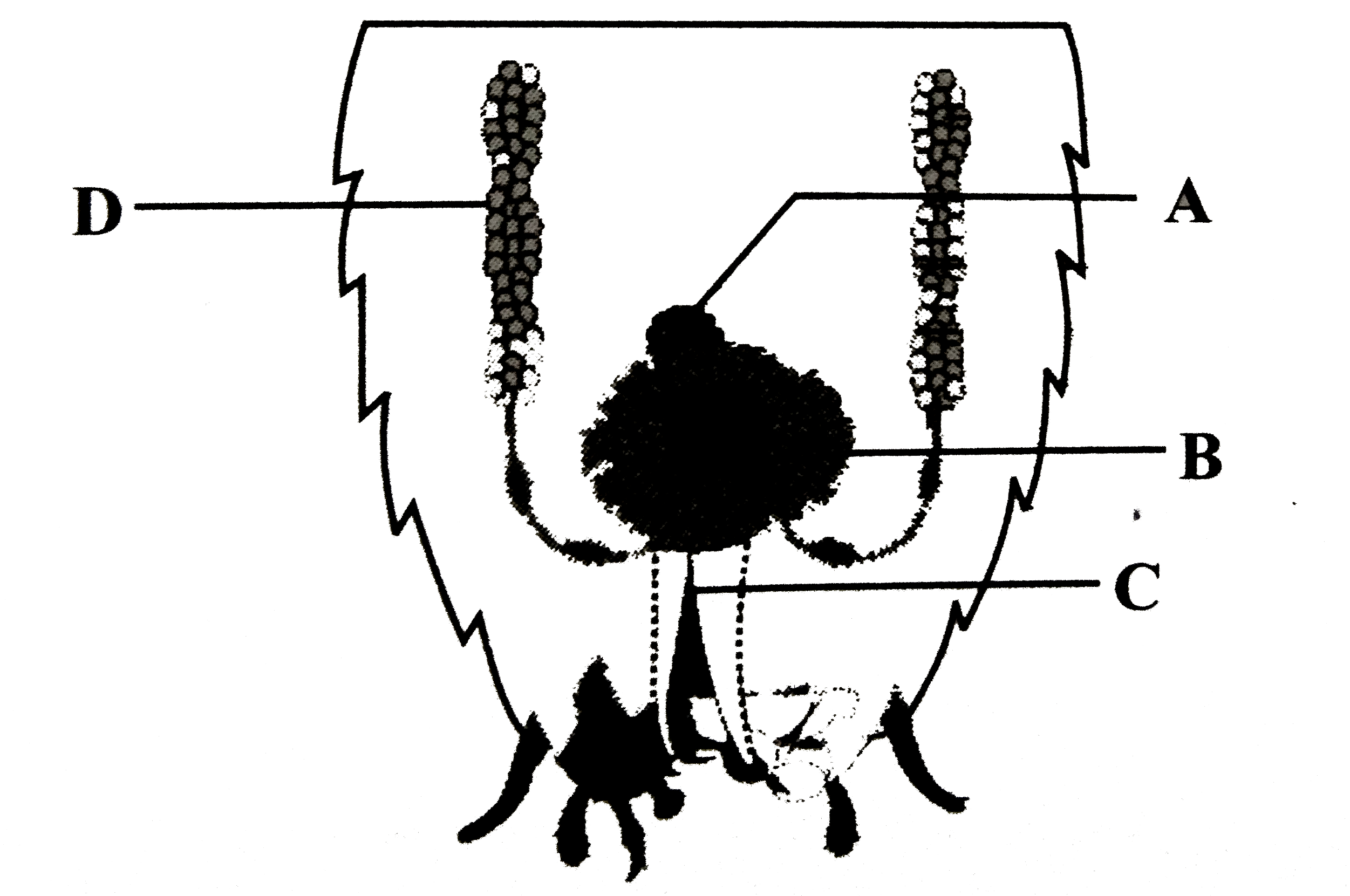 Study the given figure of reproductive system of male cockroach In ...