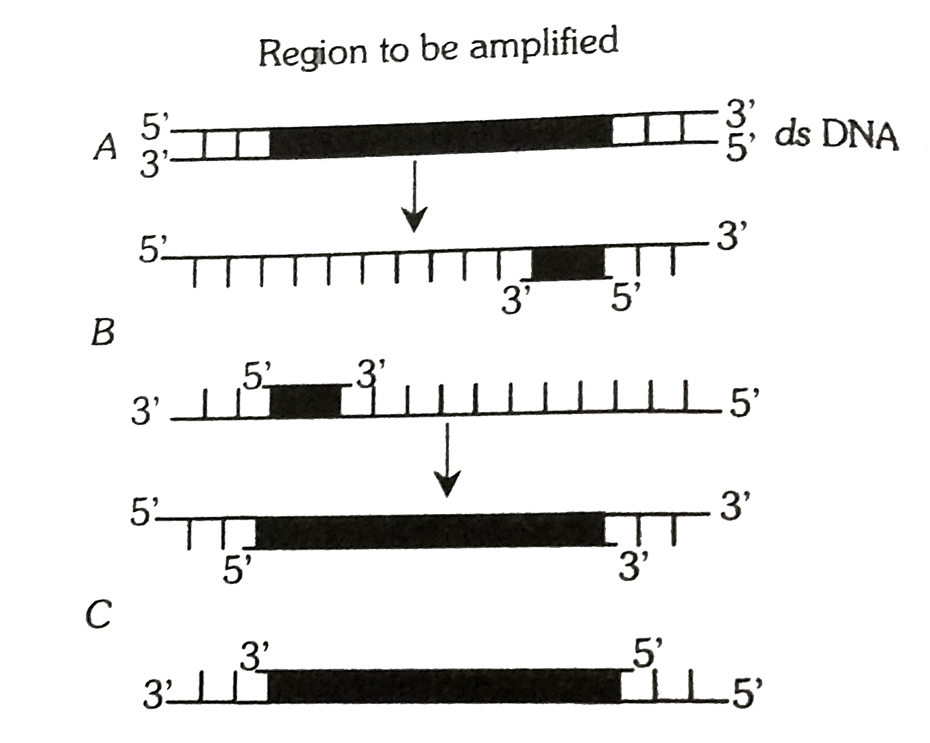 In E. coli an operator gene combine with - Sarthaks eConnect | Largest ...