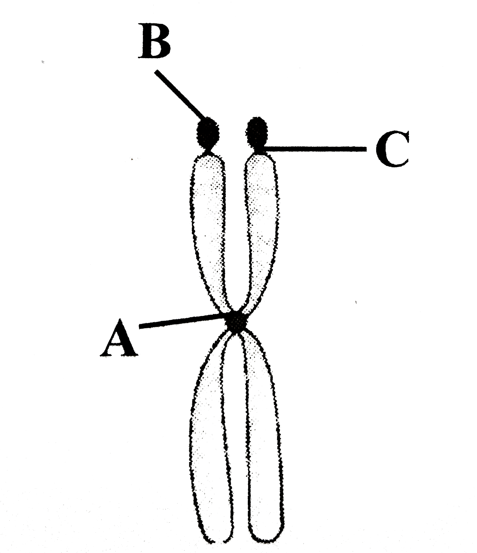 What Does A B And C Represent In The Given Figure Of A Chromosome 