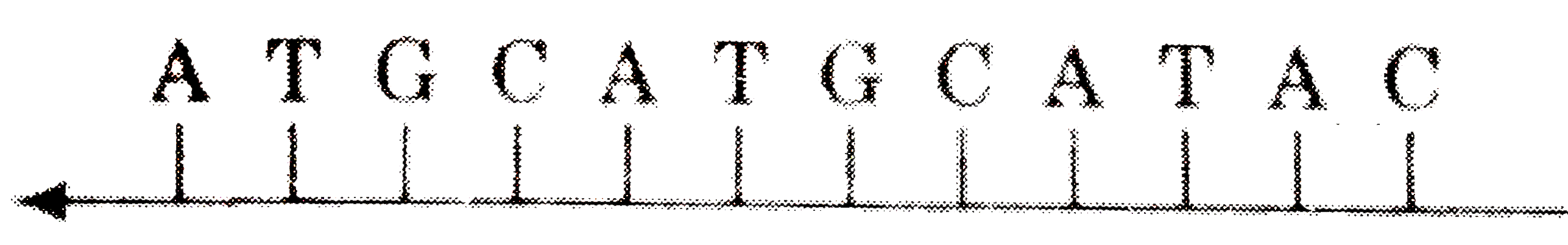 a) Construct a complete transcription unit with promoter and terminator ...