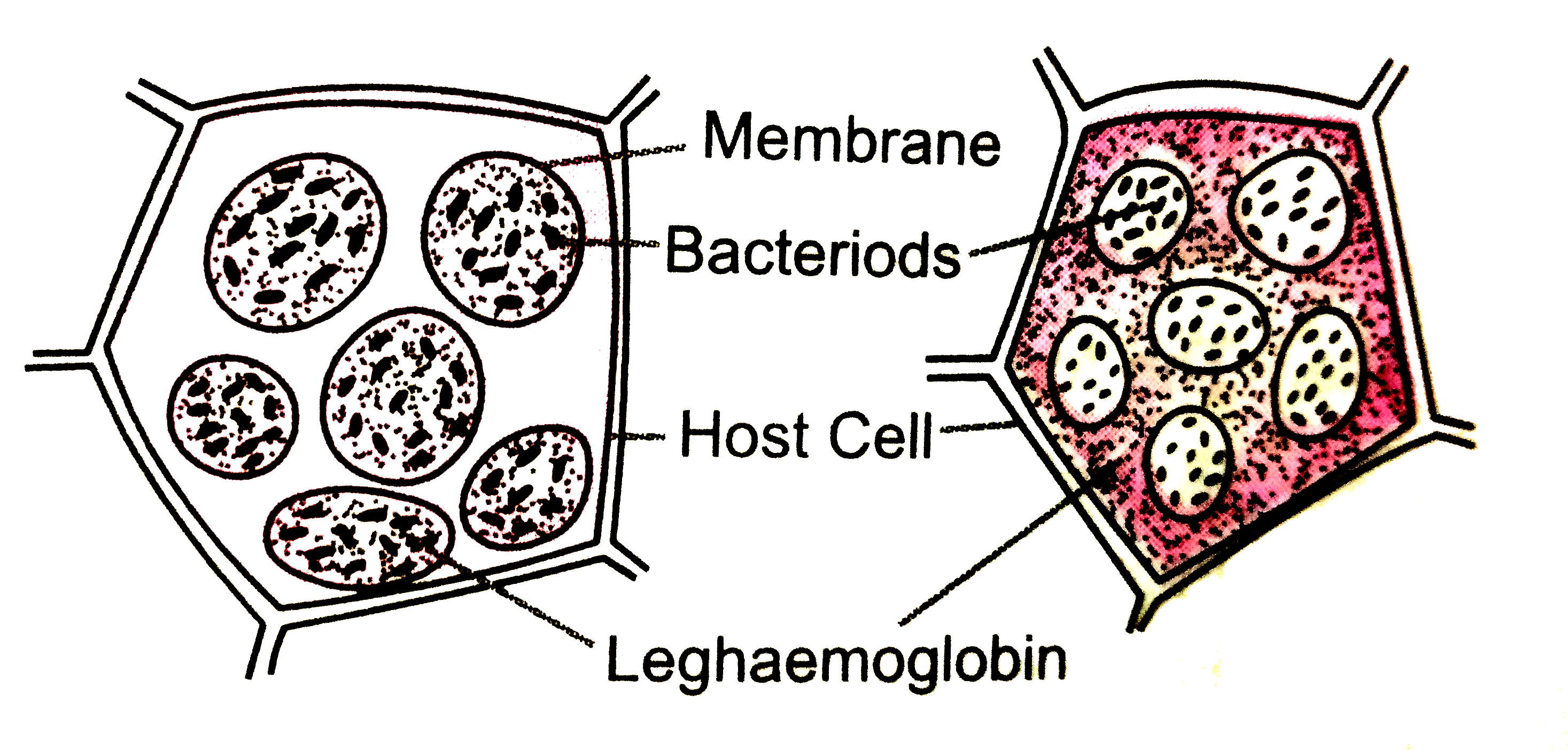 Where is the leghamoglobin located in the root nodules? What is its ...