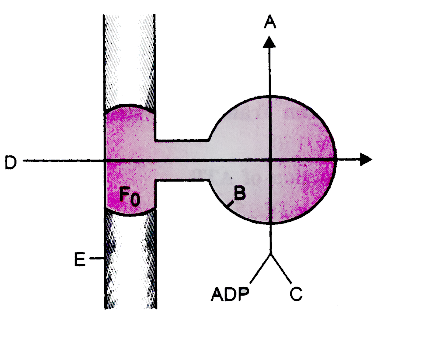 Given Below Is A Diagram Showing ATP Synthesis During Aerobic Respiration Replace Symbols ABCD 