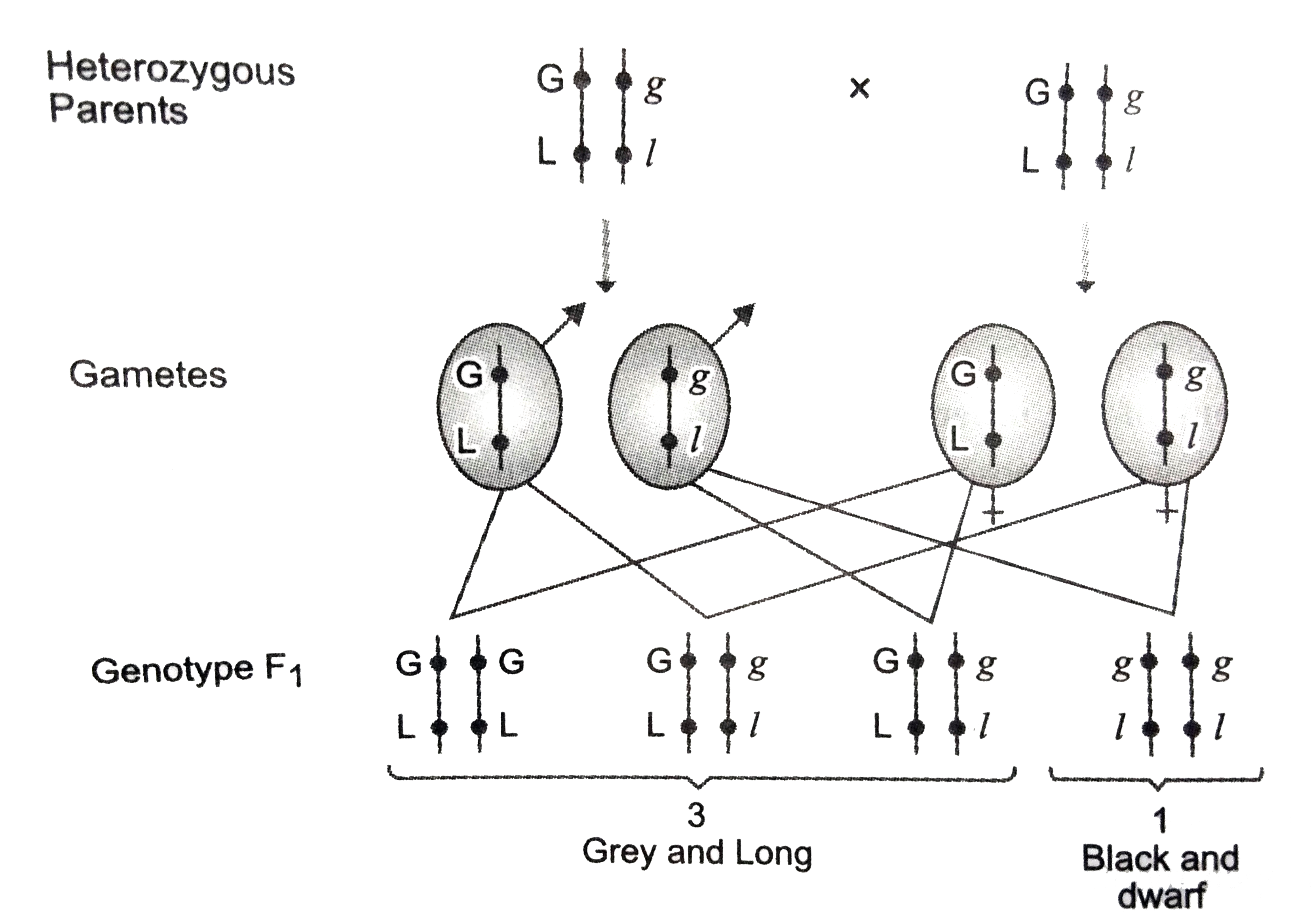 Two heterozygous parents are crossed. If the two loci are linked what ...