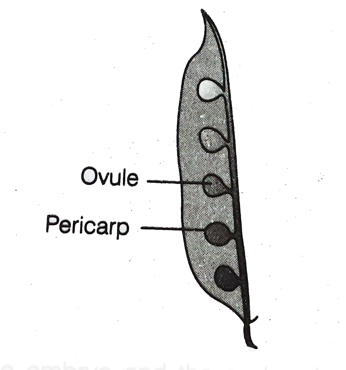 In the figure given below, mark the ovule and pericarp. - Sarthaks ...