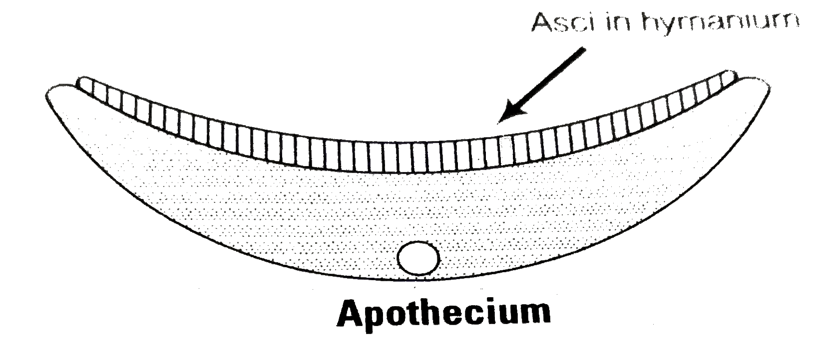 At a stage of their cycle, ascomycetes fungi produce the fruiting ...