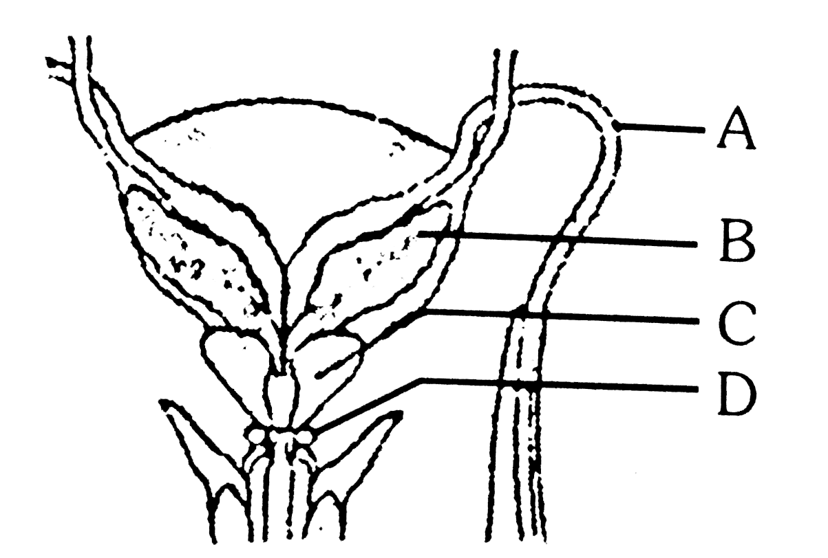 Given Below Is A Diagrammatic Sketch Of A Portion Of Human Male given-below-is-a-diagrammatic-sketch-of-a-portion-of-human-male