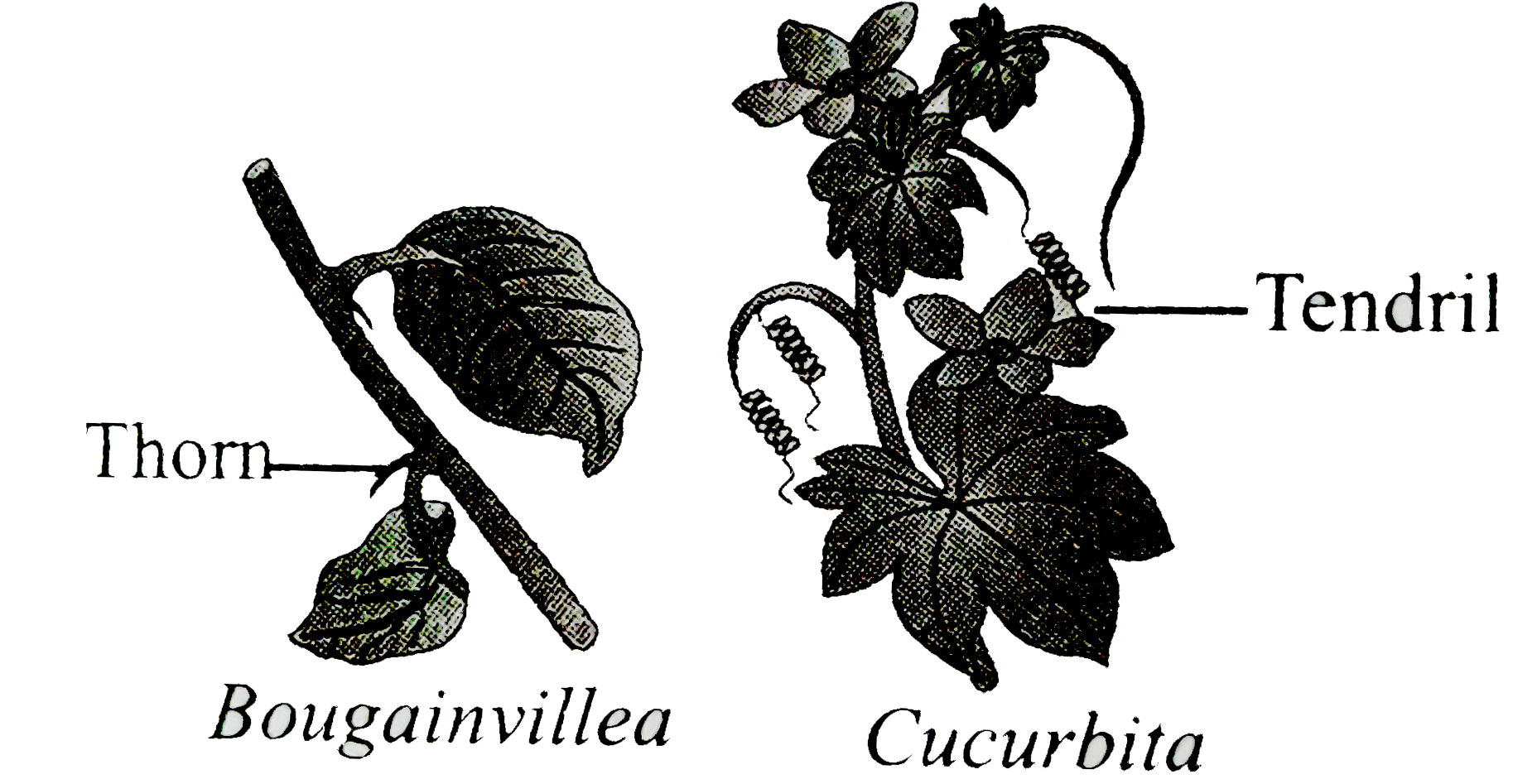 The given figure shows an example of - Sarthaks eConnect | Largest ...