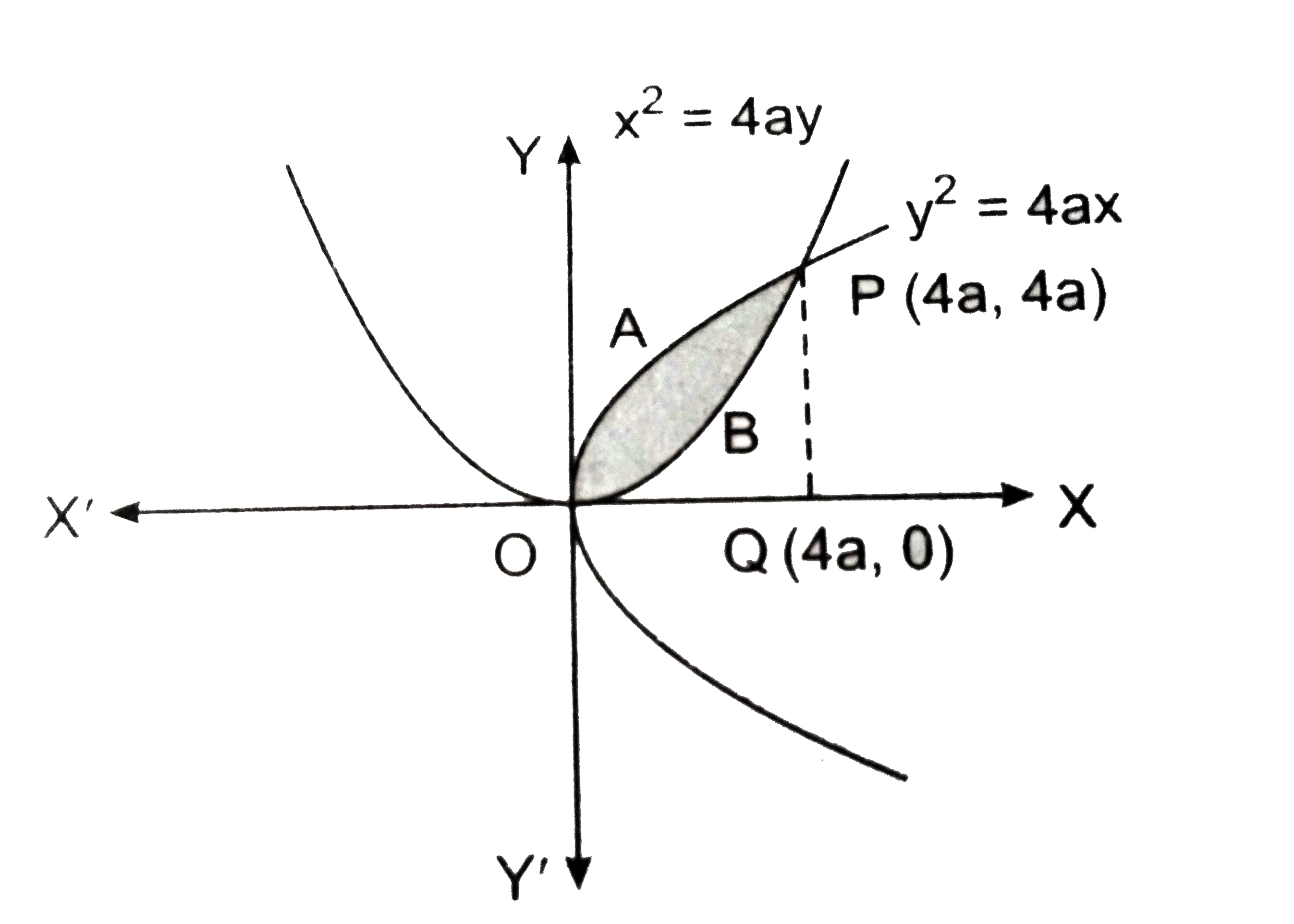 परवलय `y^(2) = 4ax` और परवलय `x^(2) = 4ay` के बीच का क्षेत्रफल ज्ञात ...