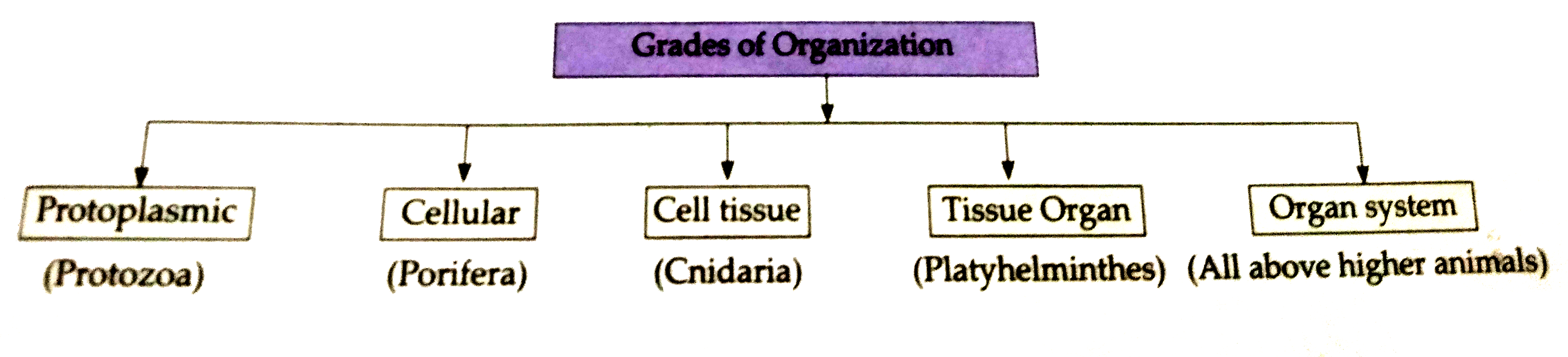 Complete the chart-Classification of living organisms - Sarthaks ...