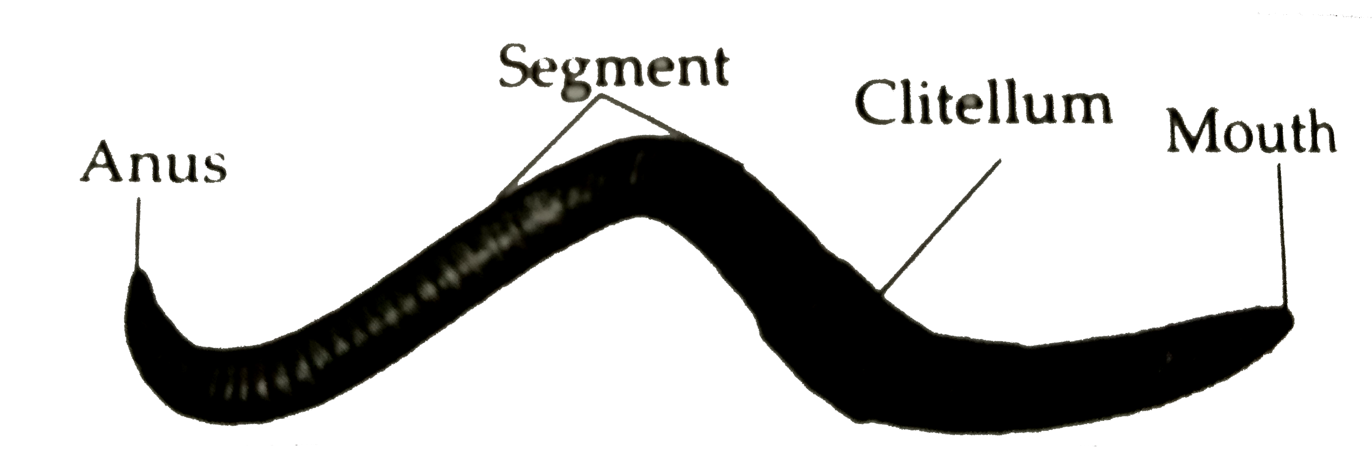 What is Earthworm - Sarthaks eConnect | Largest Online Education Community