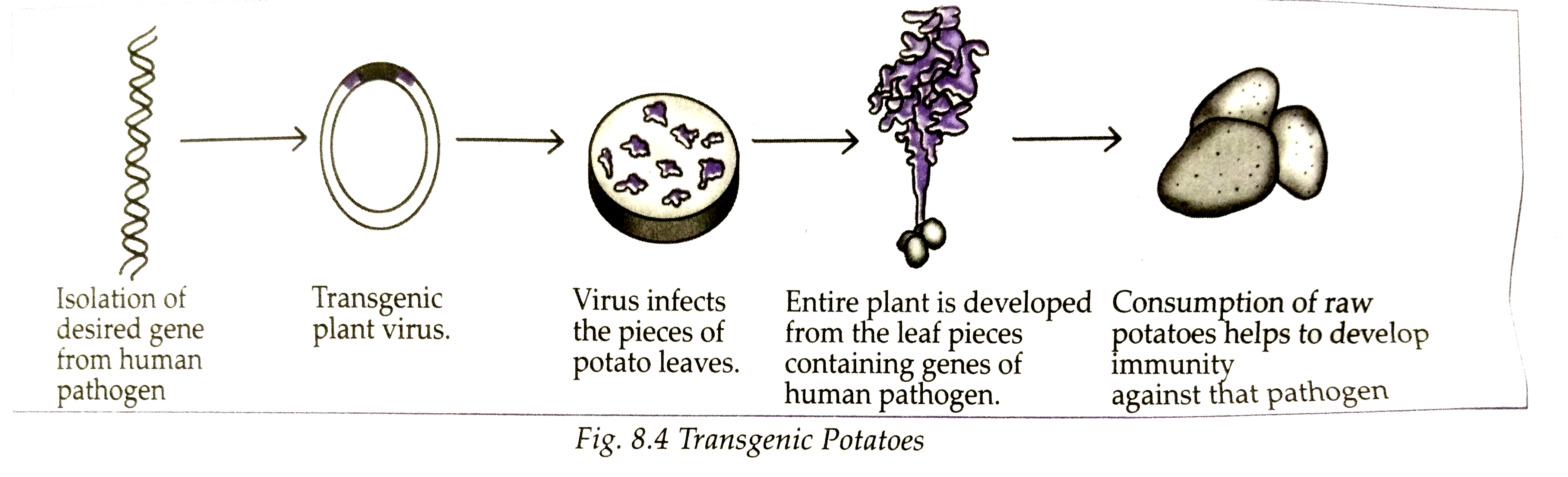 Explain the formation of transgenic potatoes with the help of diagram ...