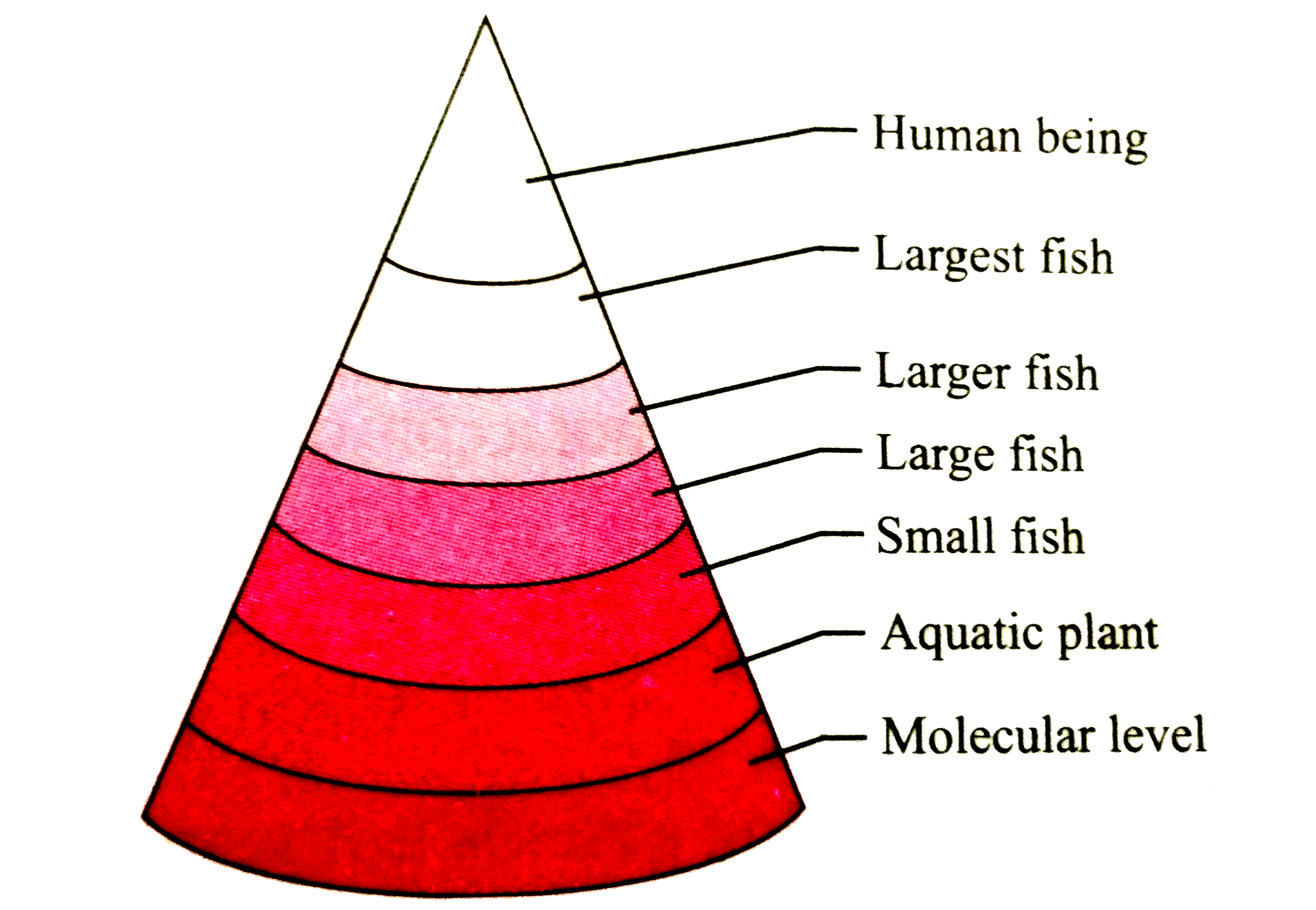 Study The Given Diagram And Answer The Following ion Which Is The 