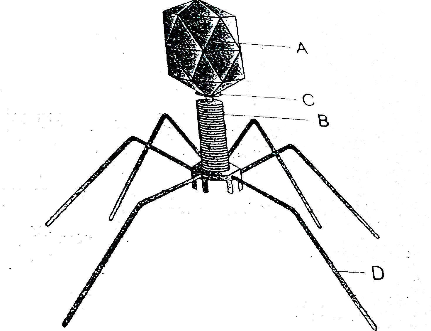 Given Below Is The Diagram Of A Bacteriophage In Which One Of The 